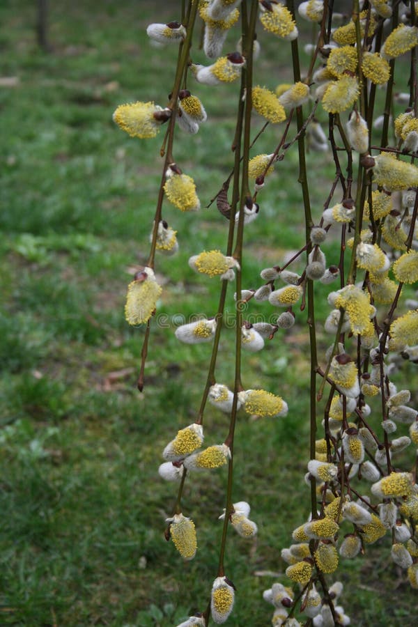 Lamb s-tails stock image. Image of plants, lamb, tails - 77930255