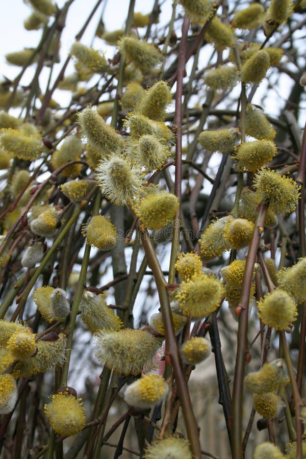 Lamb s-tails stock image. Image of plants, lamb, tails - 77930255
