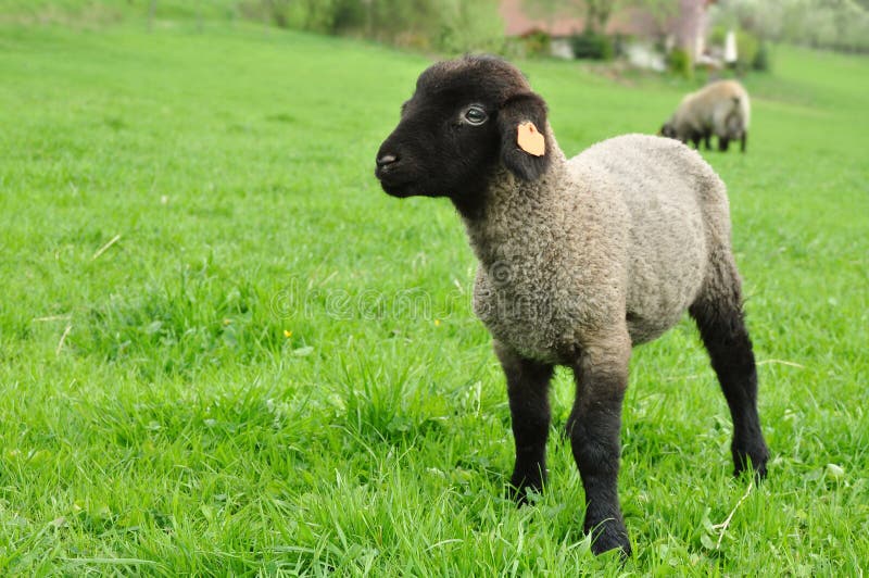 Lamb sheep stock photo. Image of lamb, landscape, sheep - 24095288