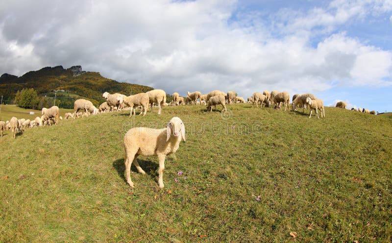 Lamb of a Sheep Stands in the Middle of a Field with Many Other Sheep ...