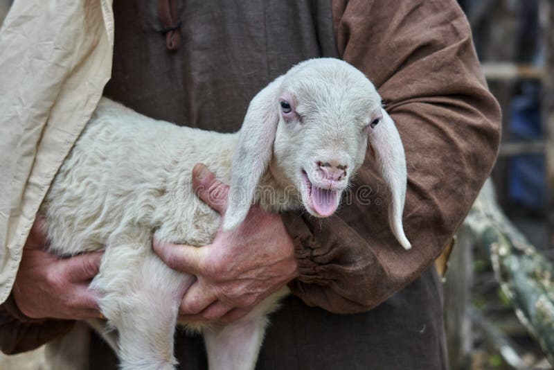 Shepherd Lamb Stock Photos - Download 4,720 Royalty Free Photos