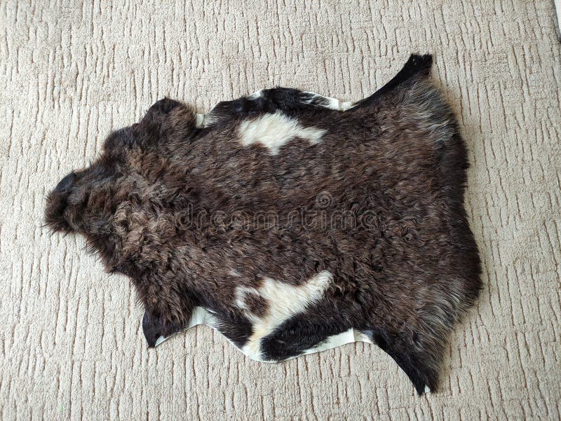 Lamb skin on a floor stock photo. Image of natural, brown - 237669376