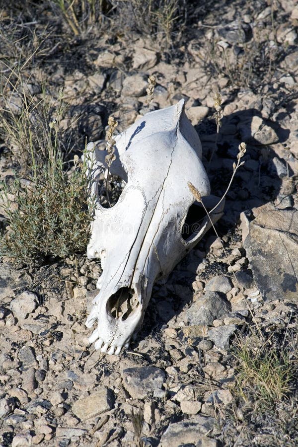 Lamb skull stock image. Image of head, nature, danger - 20243203