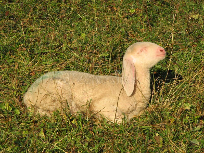 Lamb with the Soft Wool on the LAWN Stock Image - Image of ireland ...