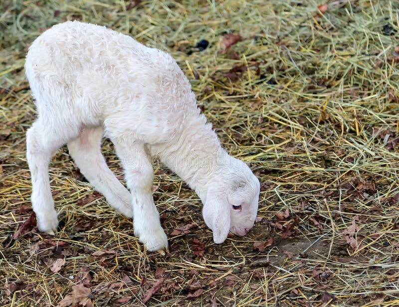 Lamb with Soft Woolen White Fur Stock Photo - Image of livestock ...