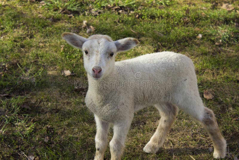 Lamb in Spring stock photo. Image of livestock, sheep - 95999308
