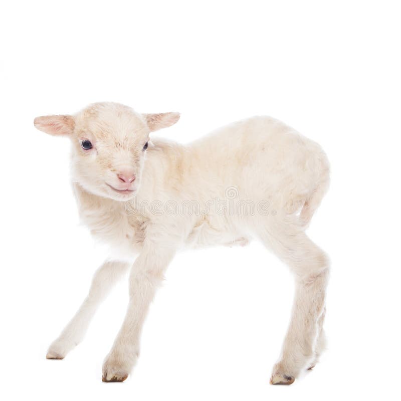Lamb standing stock photo. Image of young, indoors, farming - 48997574