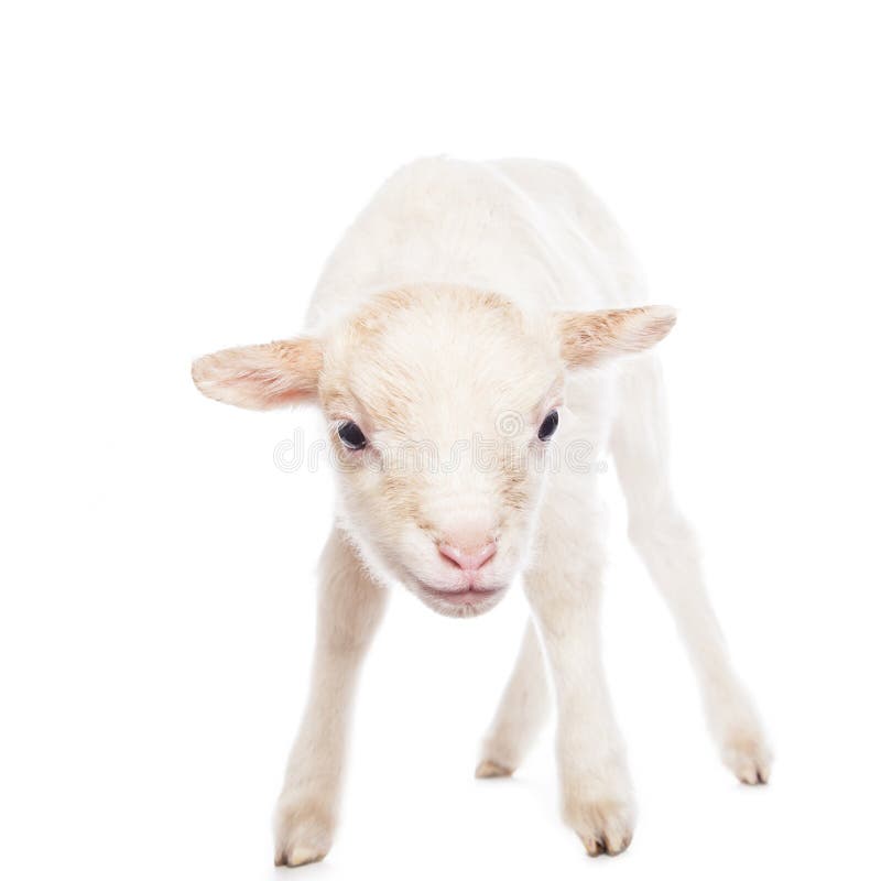 Lamb standing stock photo. Image of sheep, wool, springtime - 48997806