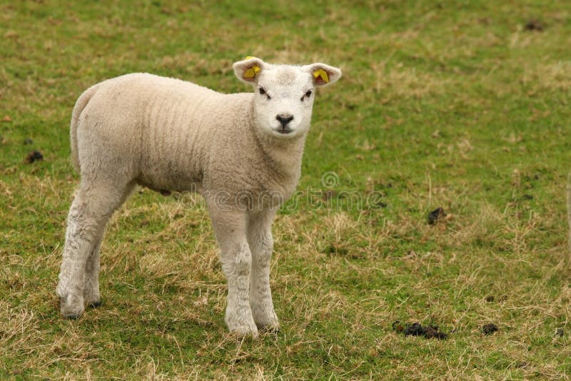 Lamb standing on grass stock photo. Image of ruminant - 8459752