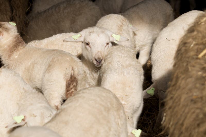 Lamb stock photo. Image of inquisitive, nature, mutton - 68688190