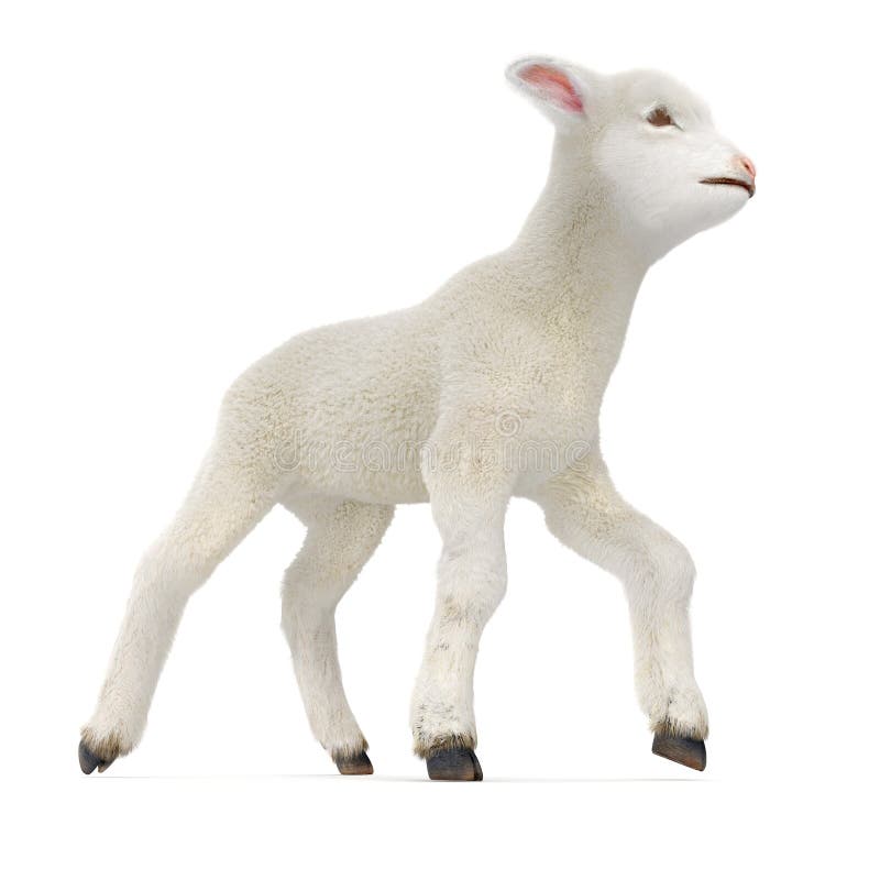Lamb Standing Up, Isolated on a White. 3D Illustration Stock ...