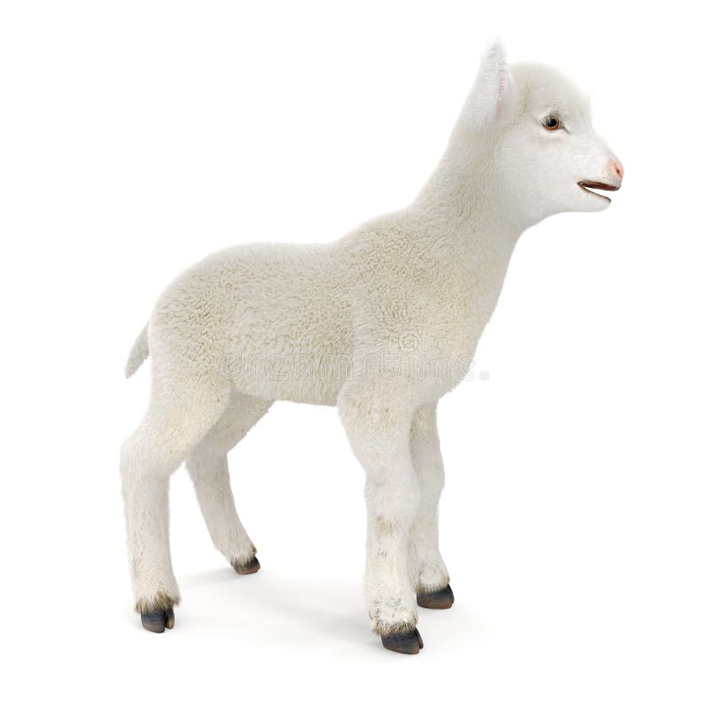 Lamb Standing Side View. Ink Black and White Doodle Drawing in Woodcut ...