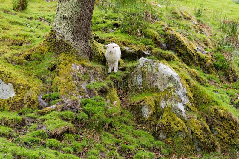 Lamb under a Tree in Wales stock image. Image of refuge - 99425009