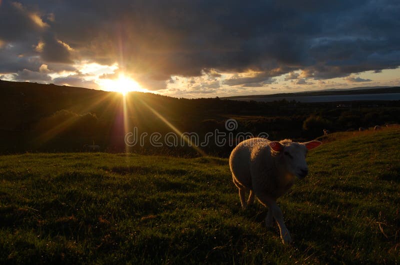 A lamb and a Sunet stock image. Image of clouds, nature - 46427115