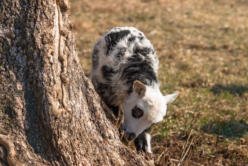 Lamb at a tree stock photo. Image of lamb, outdoors, ears - 74221598
