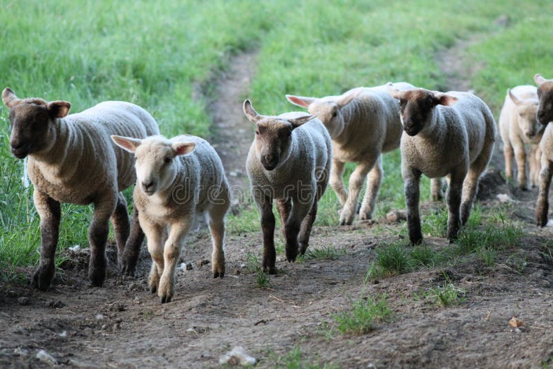 Lamb walk stock image. Image of countryside, family, flock - 25214005