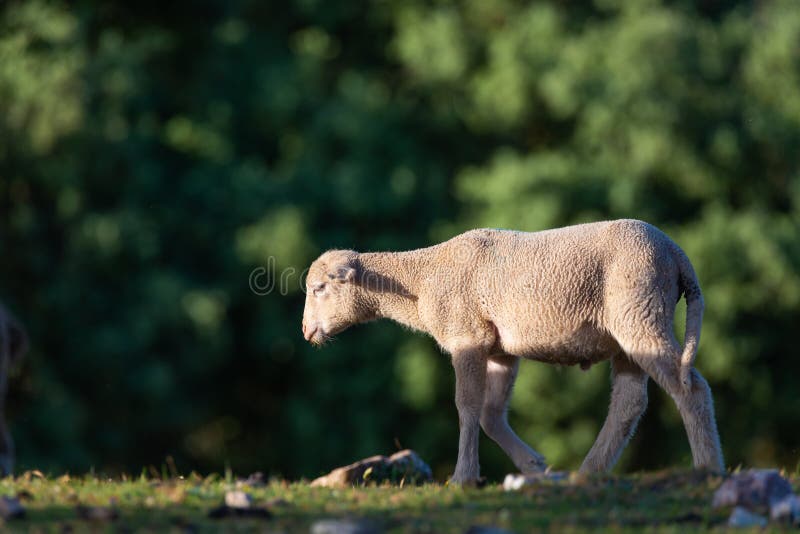 Lamb walking in the field stock image. Image of farm - 153314735