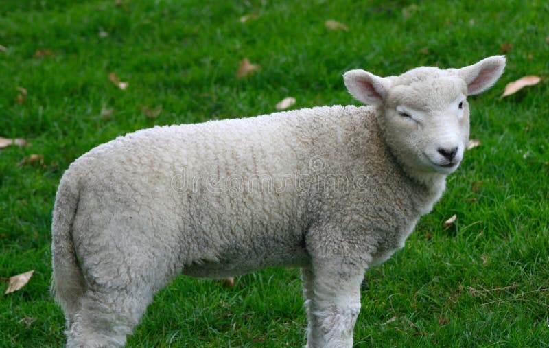 Sheep Winking Stock Photos - Free & Royalty-Free Stock Photos from ...