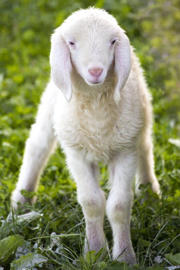 Cow and sheep stock image. Image of love, lamb, country - 43842265