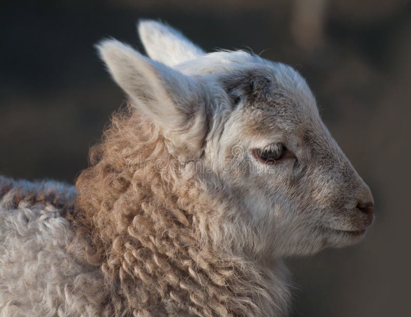 Lamb - young sheep outdoor stock image. Image of holiday - 111660697