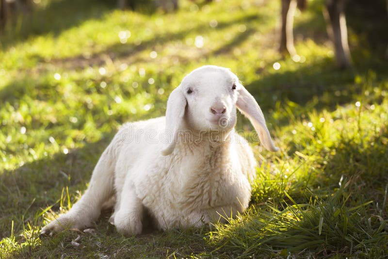 Lamb stock photo. Image of ears, farmland, fuzzy, green - 49418510