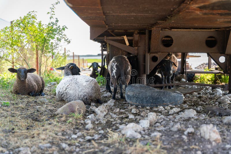 Sheep in the Shade Provided by an Old Trailer. Flock of Sheep in ...
