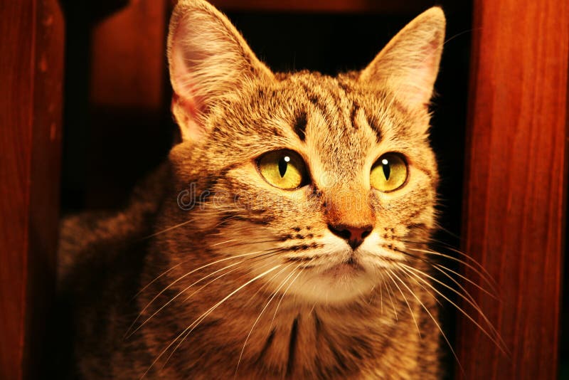 Lambendo o gato imagem de stock. Imagem de gatinho, gatos - 965783