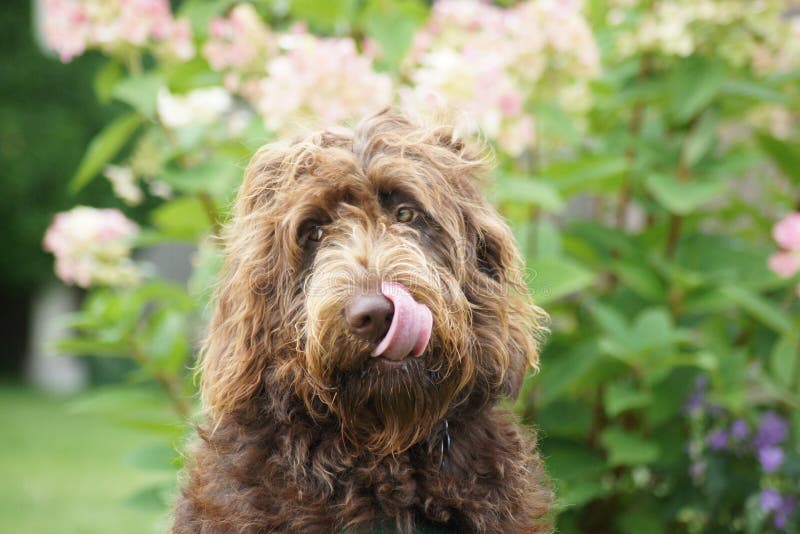 Lambendo o labradoodle imagem de stock. Imagem de canino - 59951421