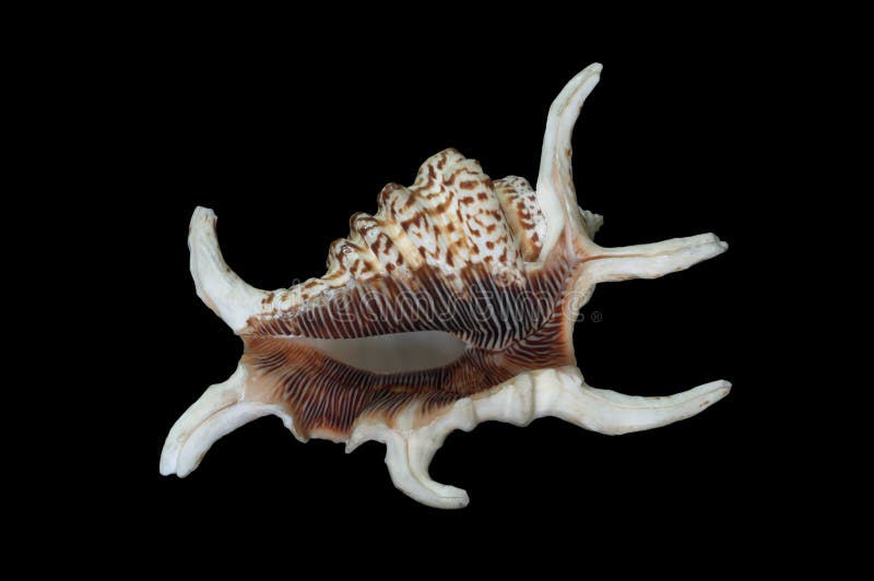 Lambis Chiragra Arthritica Seashell Reverse Stock Photo - Image of ...