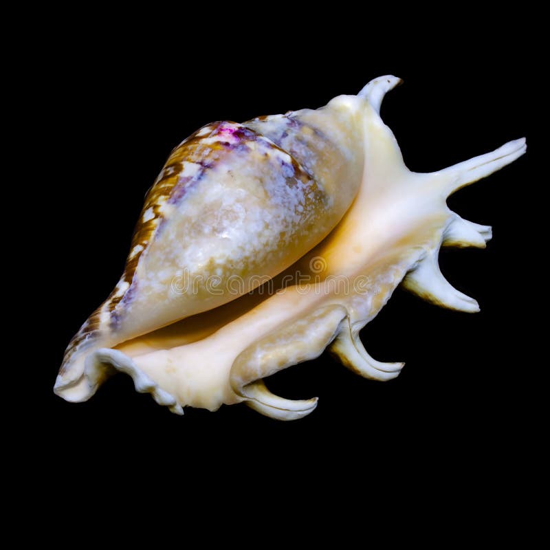 Lambis Lambis, Common Name of the Spider Shell, Bottom Stock Photo ...