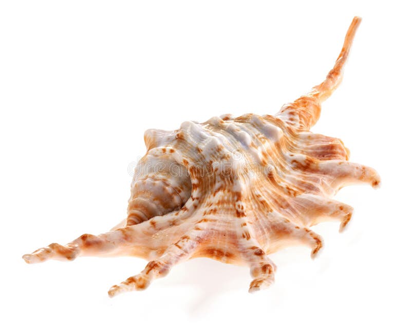 Lambis Scorpio Sea Shells Isolated White Background Stock Photos - Free ...