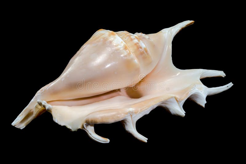 Lambis Scorpius Shell on Black Background Stock Photo - Image of ...