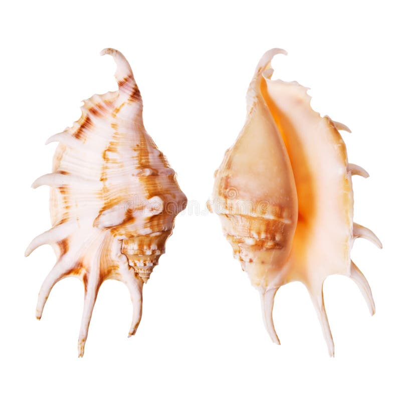 Lambis lambis stock image. Image of lambis, harpago - 188589567