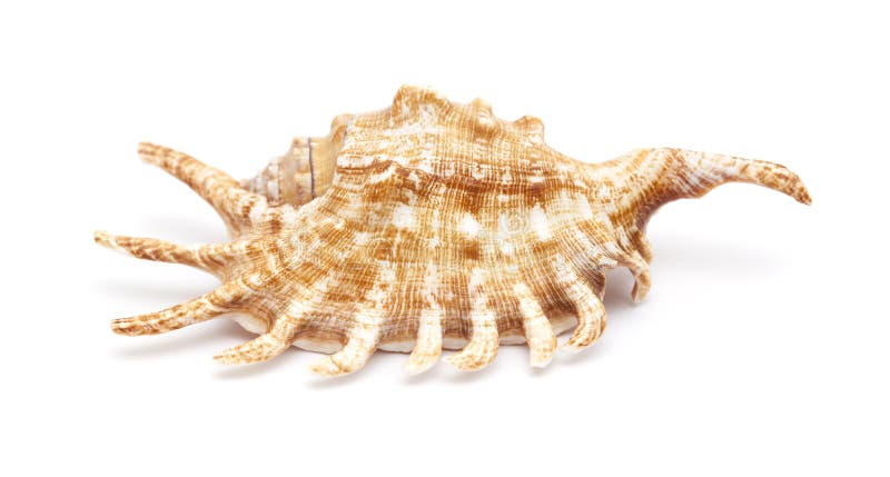 Lambis , Spider Conch Shell Stock Image - Image of seashell ...