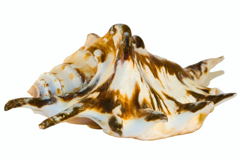 Lambis tiger shell stock photo. Image of close, brown - 3100600