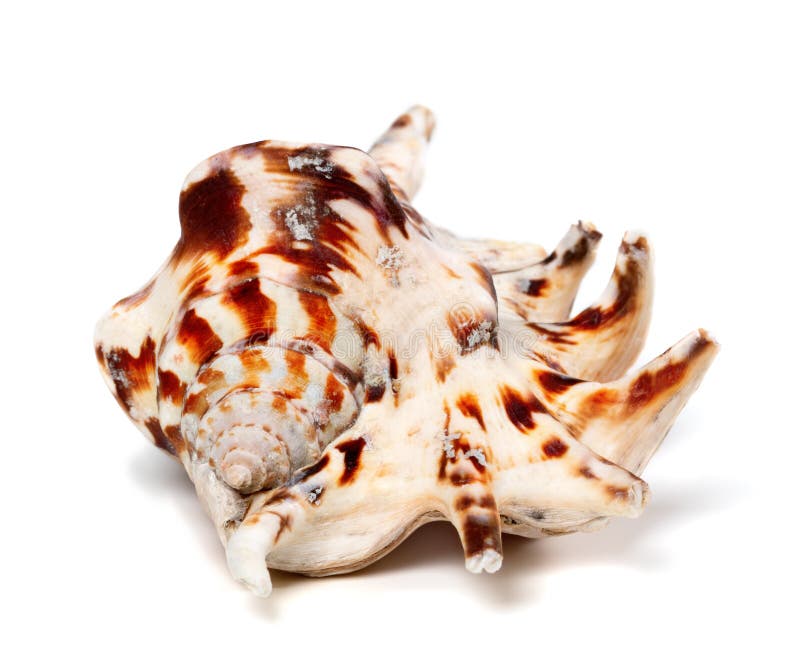 110 Tiger Conch Stock Photos - Free & Royalty-Free Stock Photos from ...