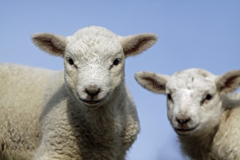 Lambs stock photo. Image of mammal, lamb, production - 22326230