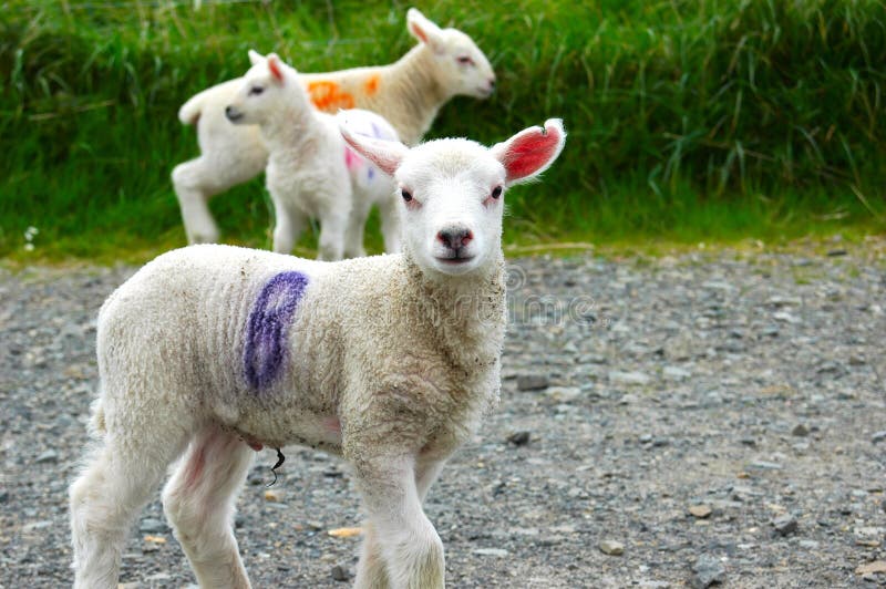 Lambs Only Picture. Image: 2455073