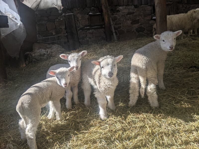 Lambs in a Barn Looking at the Camera Stock Photo - Image of livestock ...