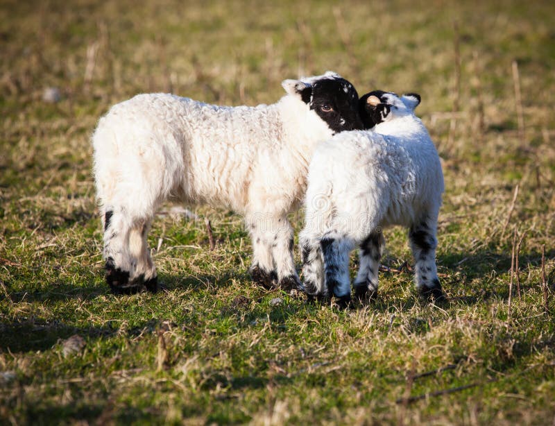 Lambs cuddling stock photo. Image of farming, newborn - 56363522