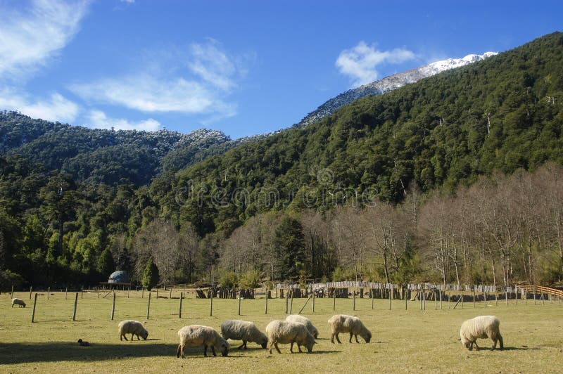Lambs by Eating on Natural Prairie Stock Image - Image of meadow ...