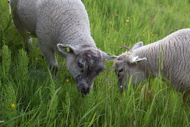 Lambs by Eating on Natural Prairie Stock Image - Image of meadow ...