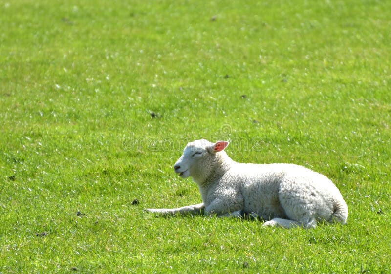 Lambs Field Outside Corfe Stock Photos - Free & Royalty-Free Stock ...