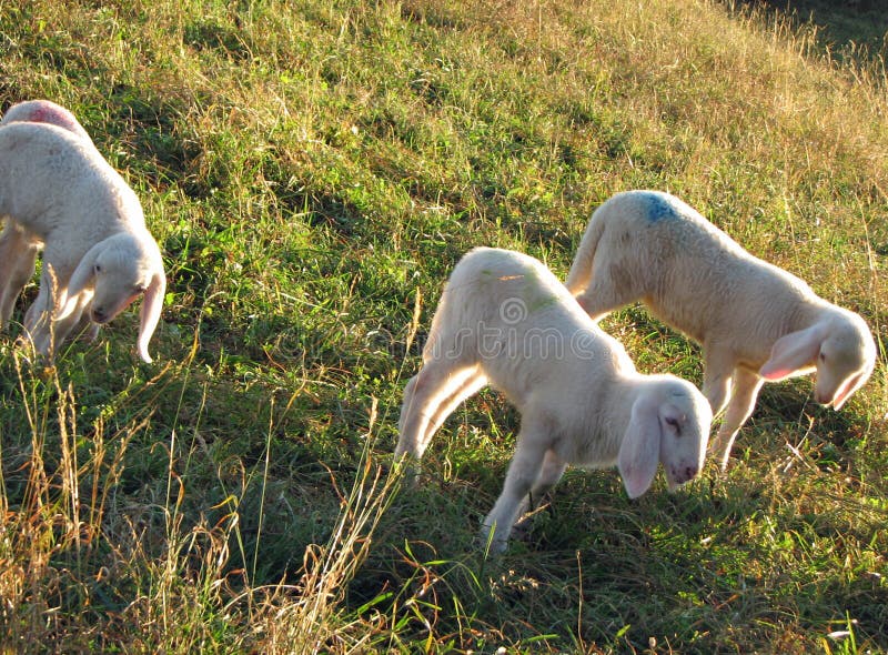 LAMBS of the Flock of Sheep Graze in the Meadow Stock Photo - Image of ...