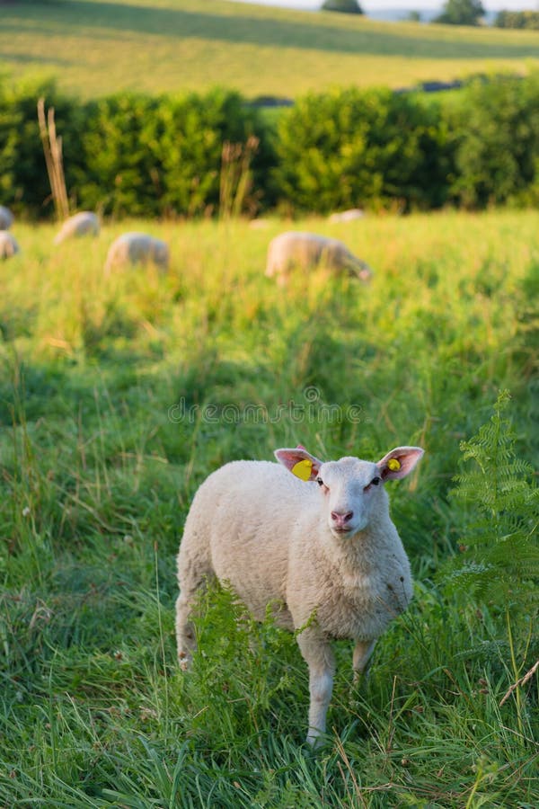 Lambs in French landscape stock photo. Image of white - 181618496