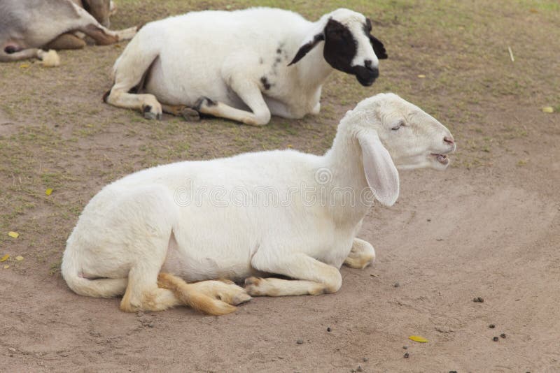 Lambs on a glade stock image. Image of grazing, animal - 85151795