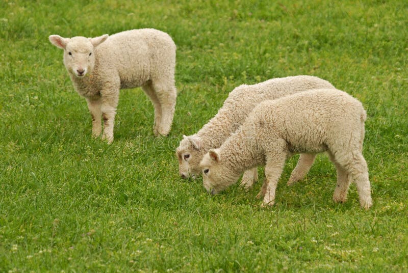 Lambs grazing in field stock image. Image of grass, animal - 333729037