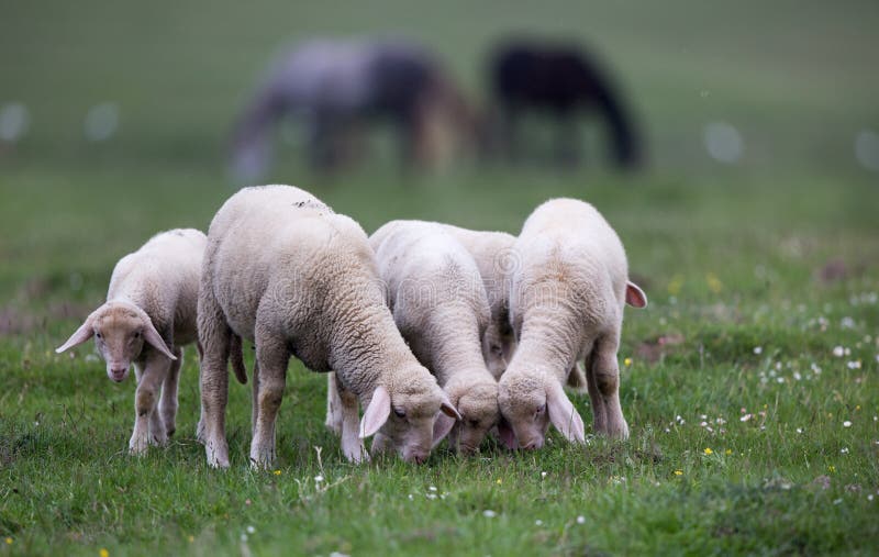 Lambs grazing on meadow stock photo. Image of baby, outdoor - 92038120