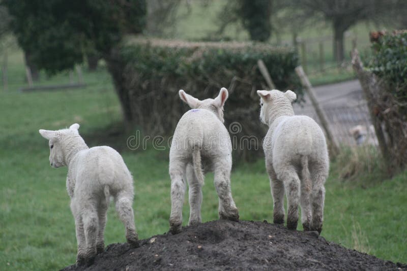 3 lambs stock photo. Image of watching, baby, play, lookout - 141809368
