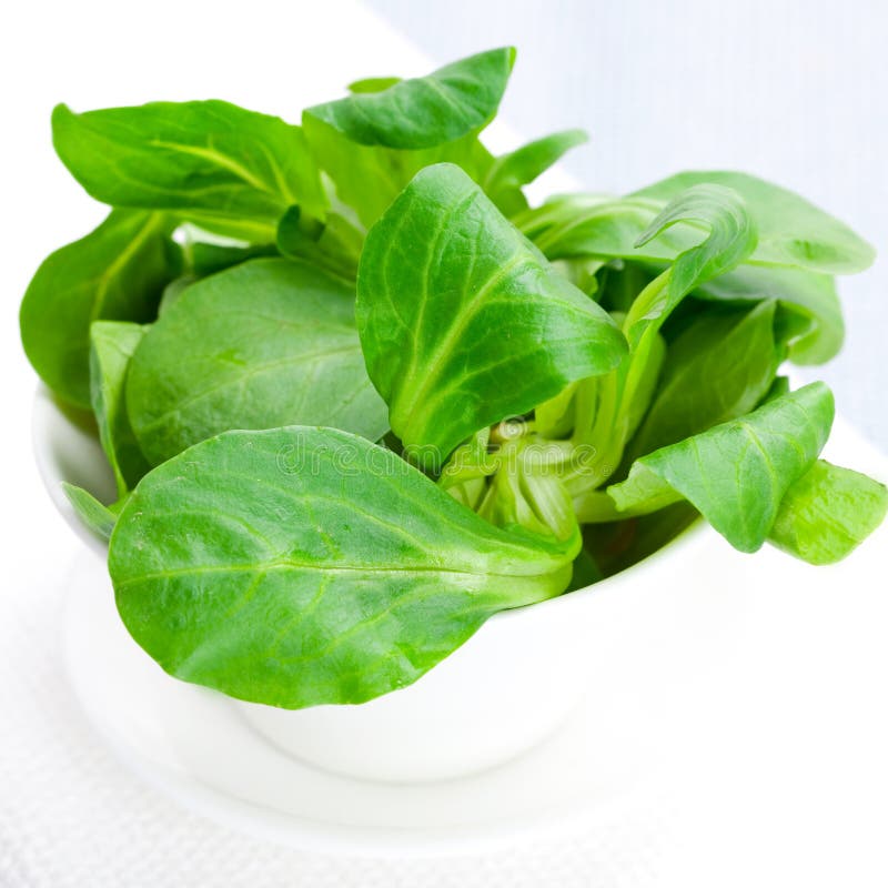 Lambs lettuce stock image. Image of closeup, salad, vitamin - 16540823